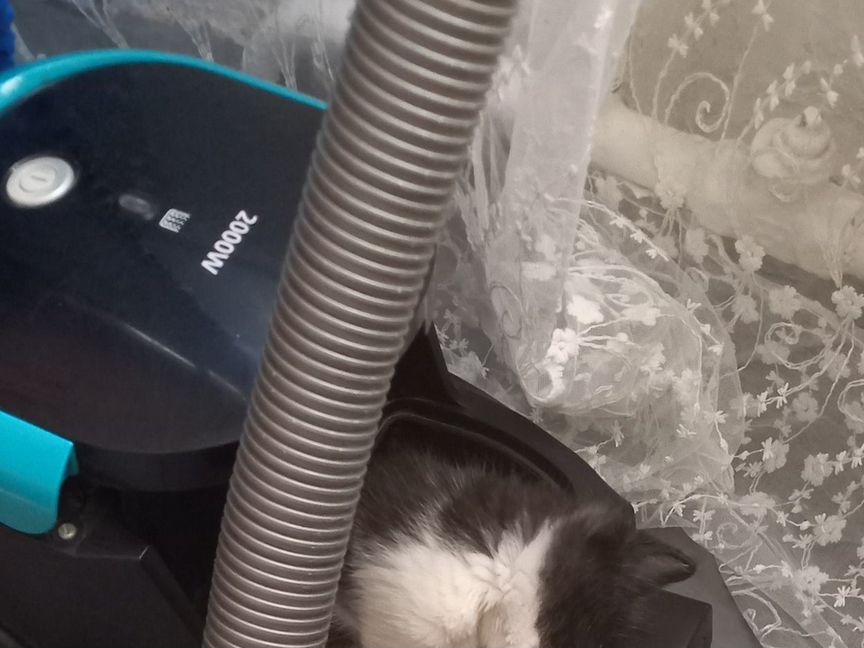 Спасите котика