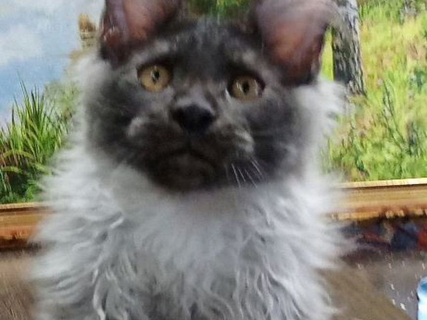 Чудо детки Мейн-кун