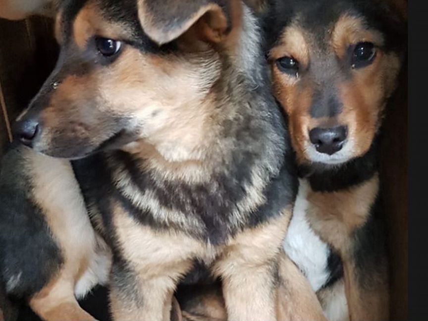 Щенки в добрые руки