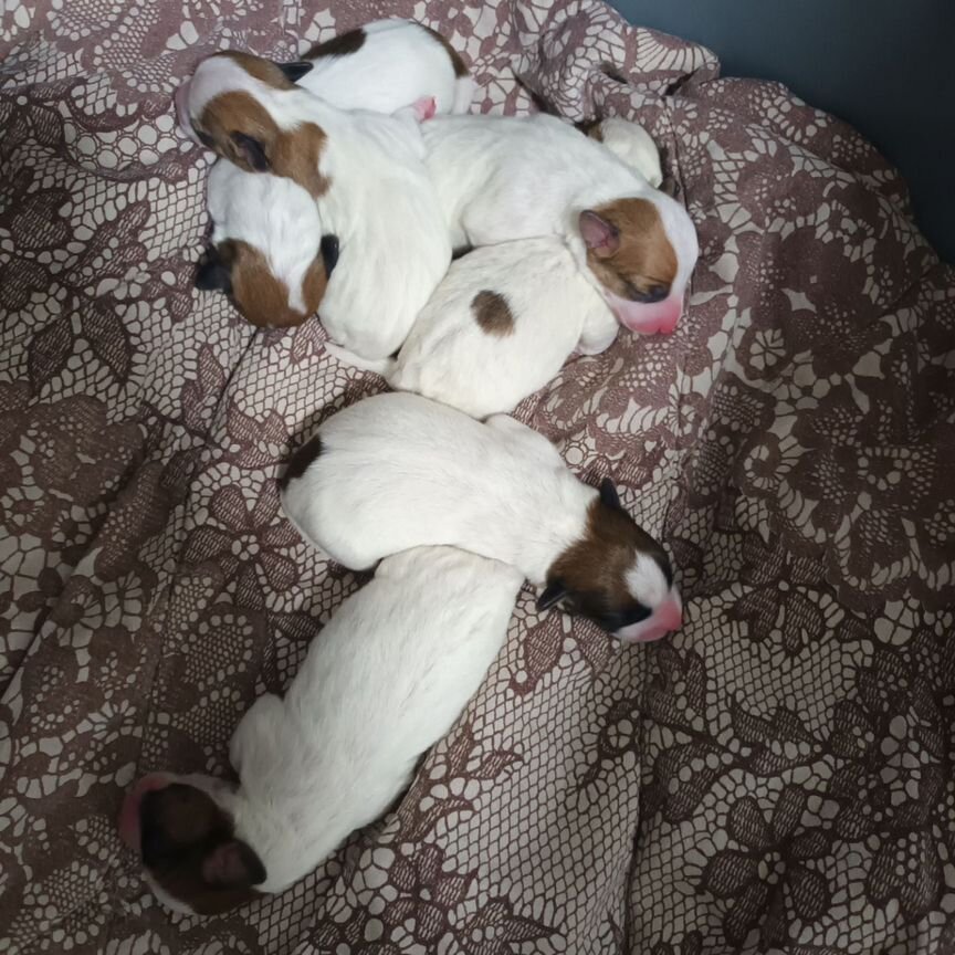 Щенки бронь джекрассел терьер