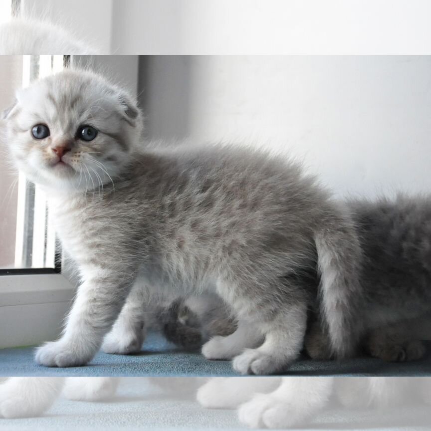 Шотландский вислоухий мальчик