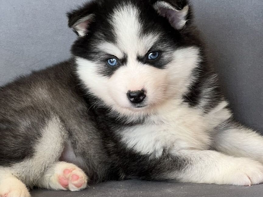 Шикарный мальчик помски