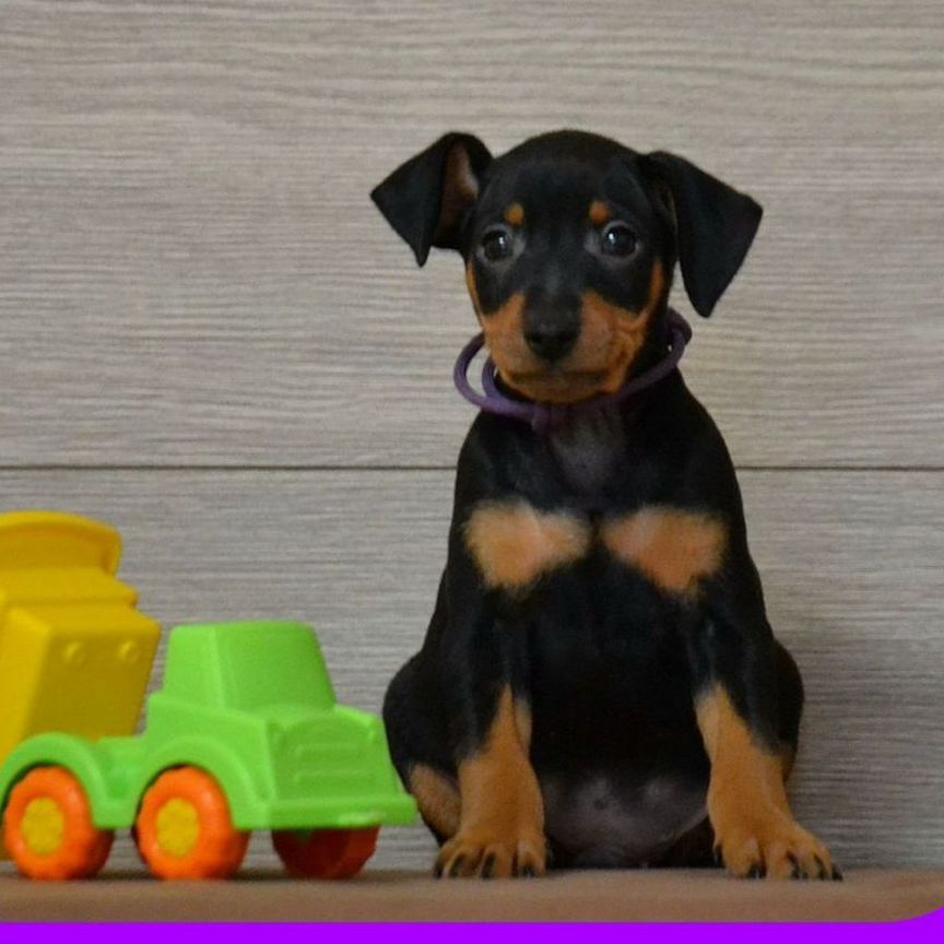 Цвергпинчер, щенок