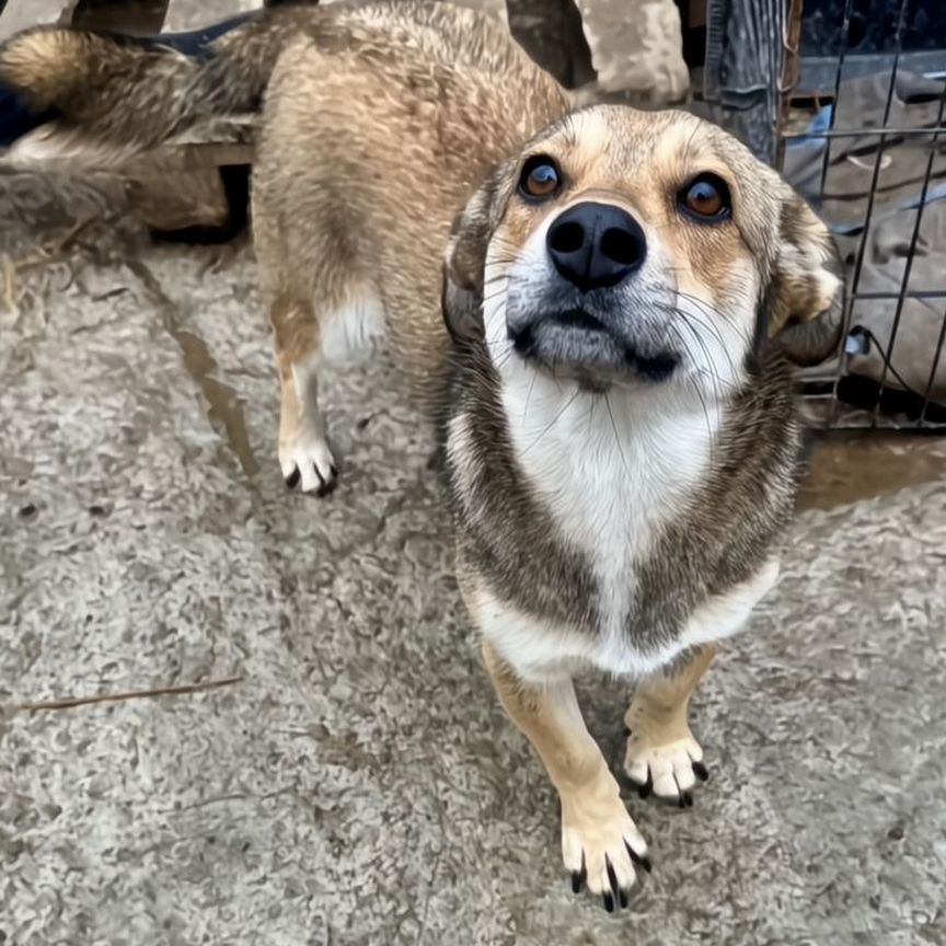 Взрослая собака в добрые руки