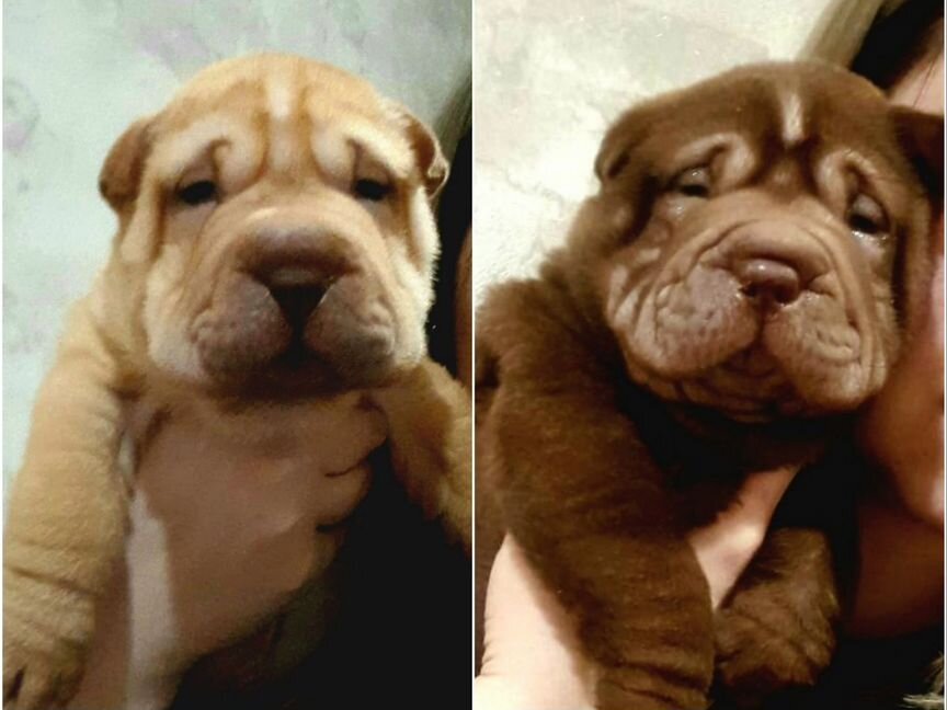 Щенки шарпея, мальчики