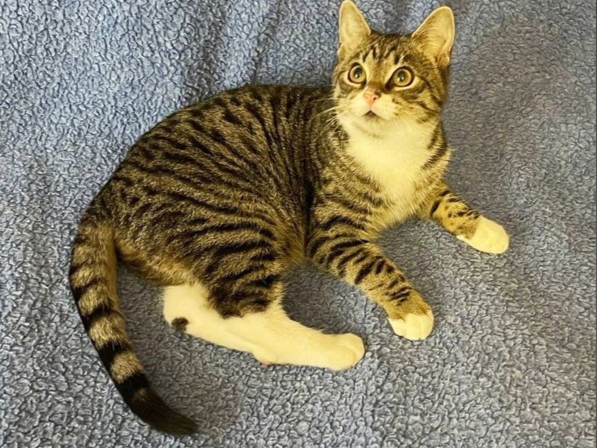 Плюшевое чудо в дом