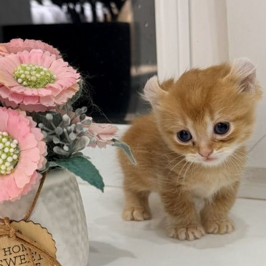 Кинкалоу котёнок