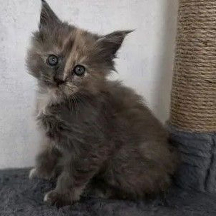 Мейн-кун котёнок