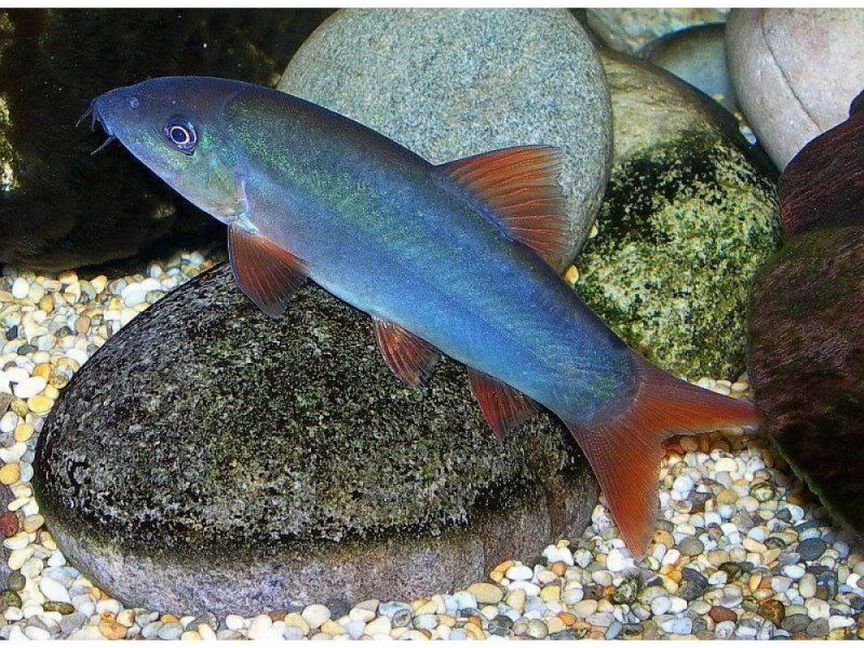 Боция Модеста