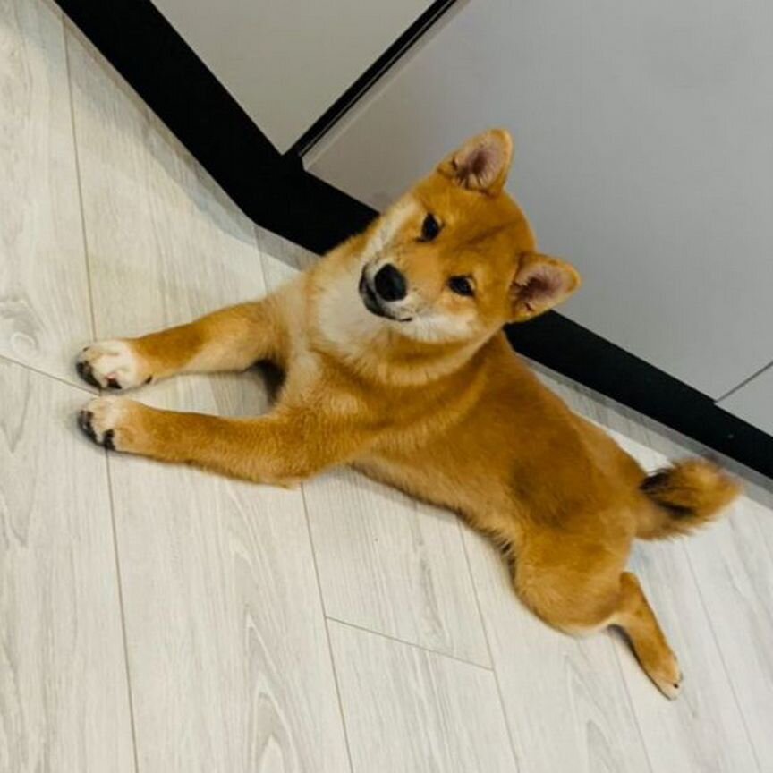 Щенок сиба 6 мес