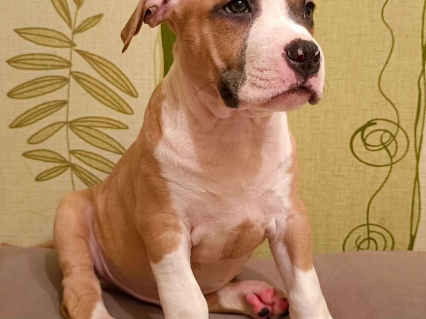 Стаффордширский терьер щенки