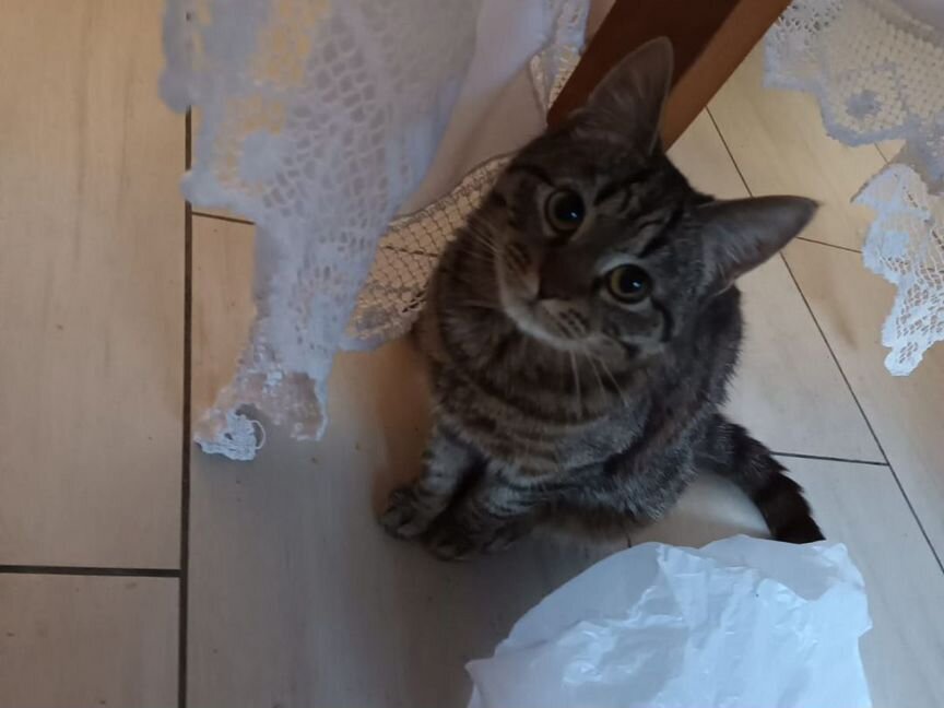 Кот Хулиган ищет своего человека