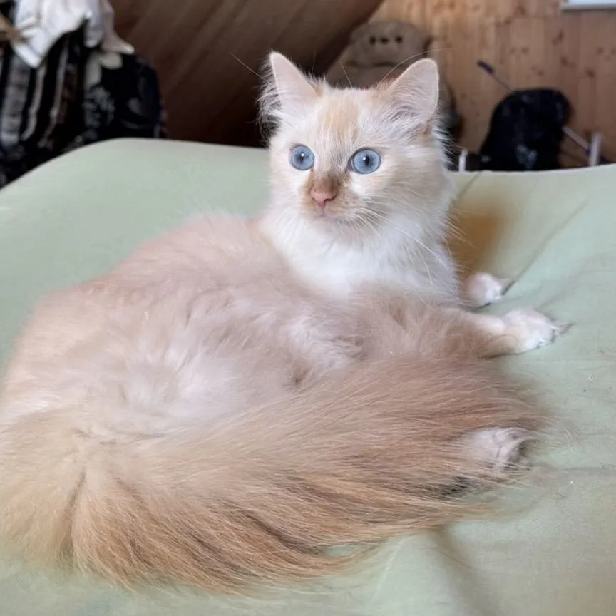 Кошка в дар