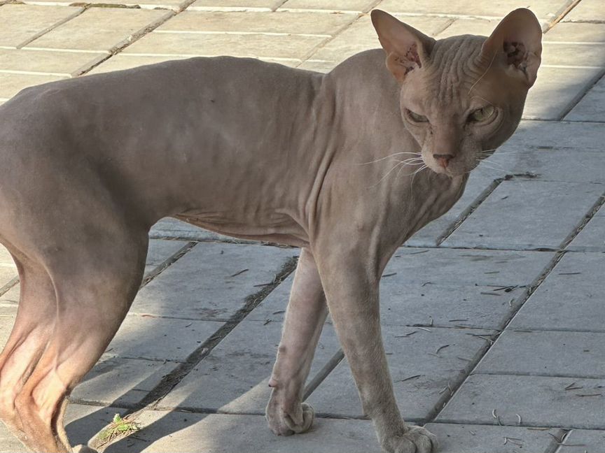 Кошка