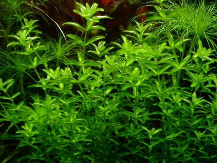 Аквариумные растения