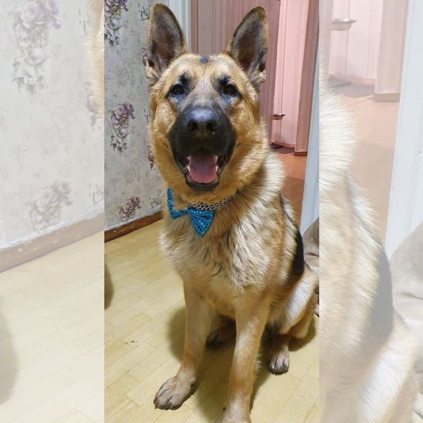 Немецкая овчарка, взрослый пёс