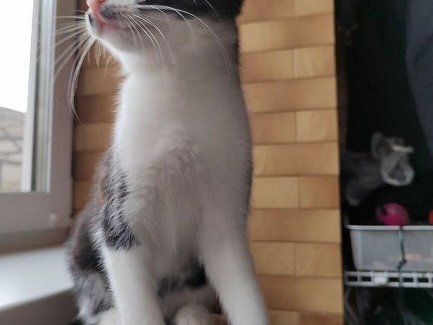 Котёнок с модными усами