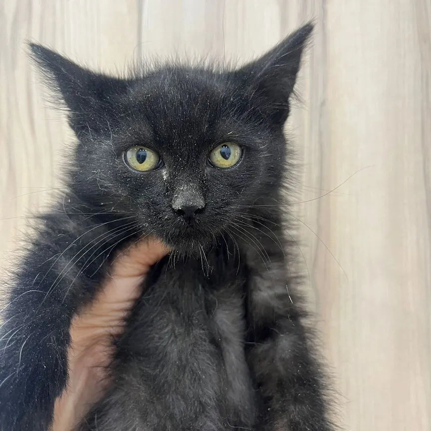 Котенок домовёнок