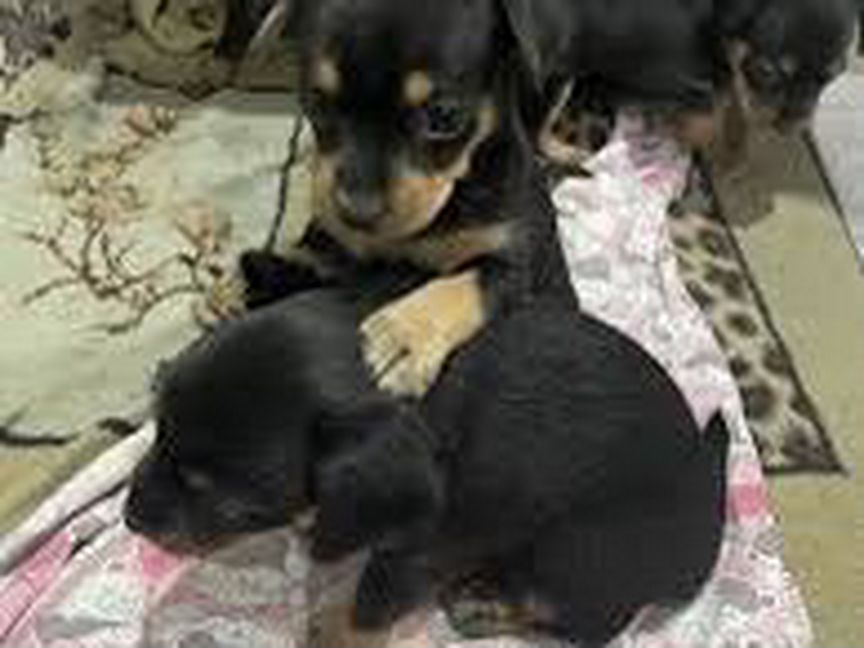 Той-терьер щенки