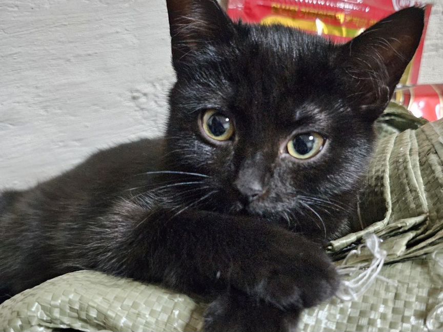 Котик, 2,5 мес