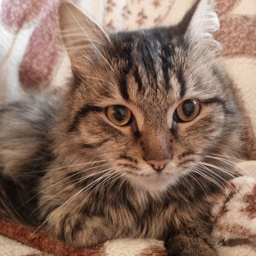 Котёнок