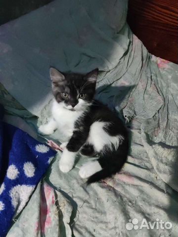 Шотландский прямоухий котёнок