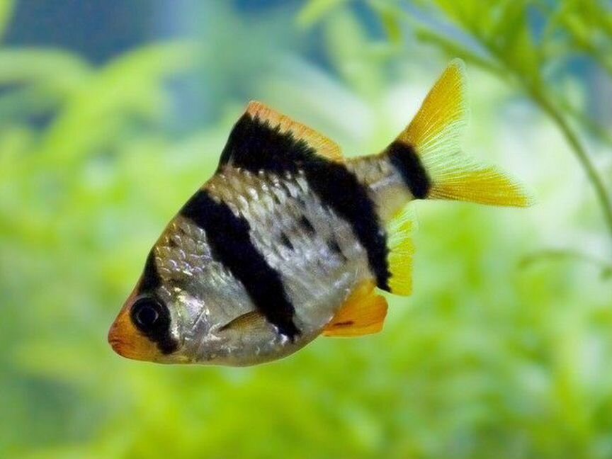 Барбусы 4шт