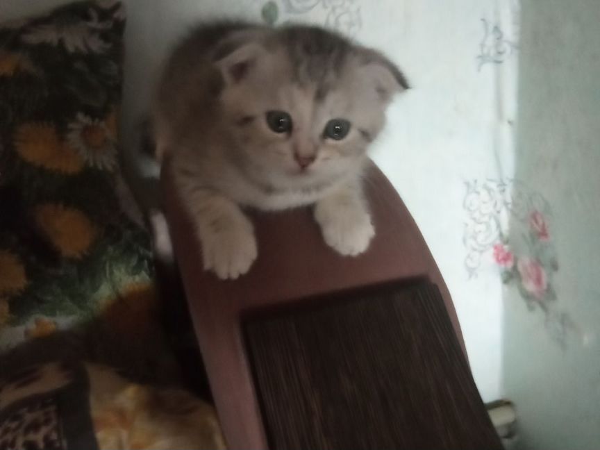 Шотландская вислоухая