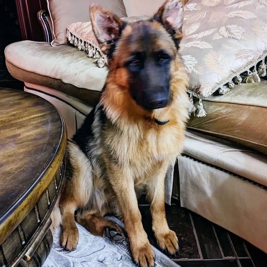 Немецкая овчарка, взрослая собака