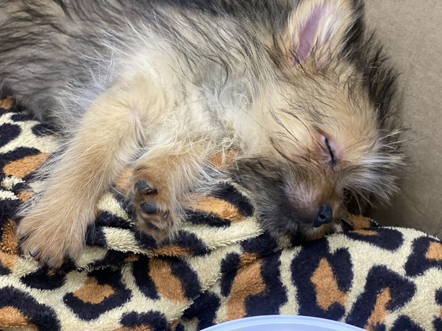 Продается щенок