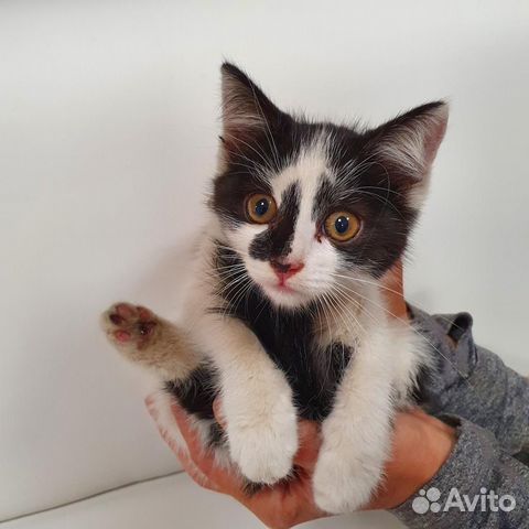 Котёнок девочка в добрые руки