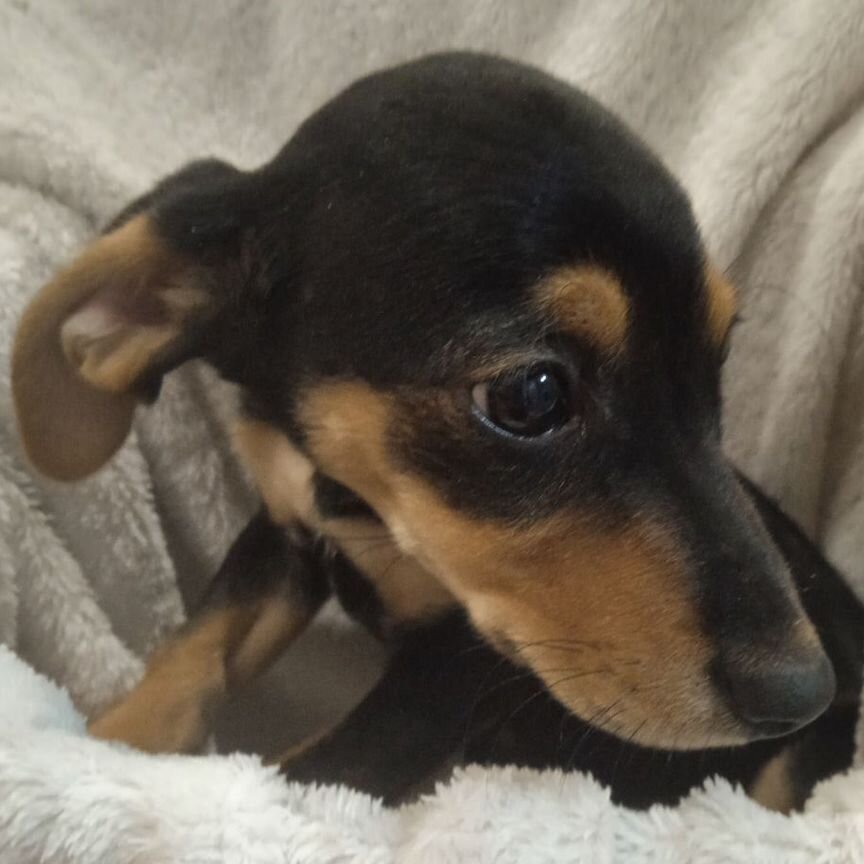 Такса, щенок