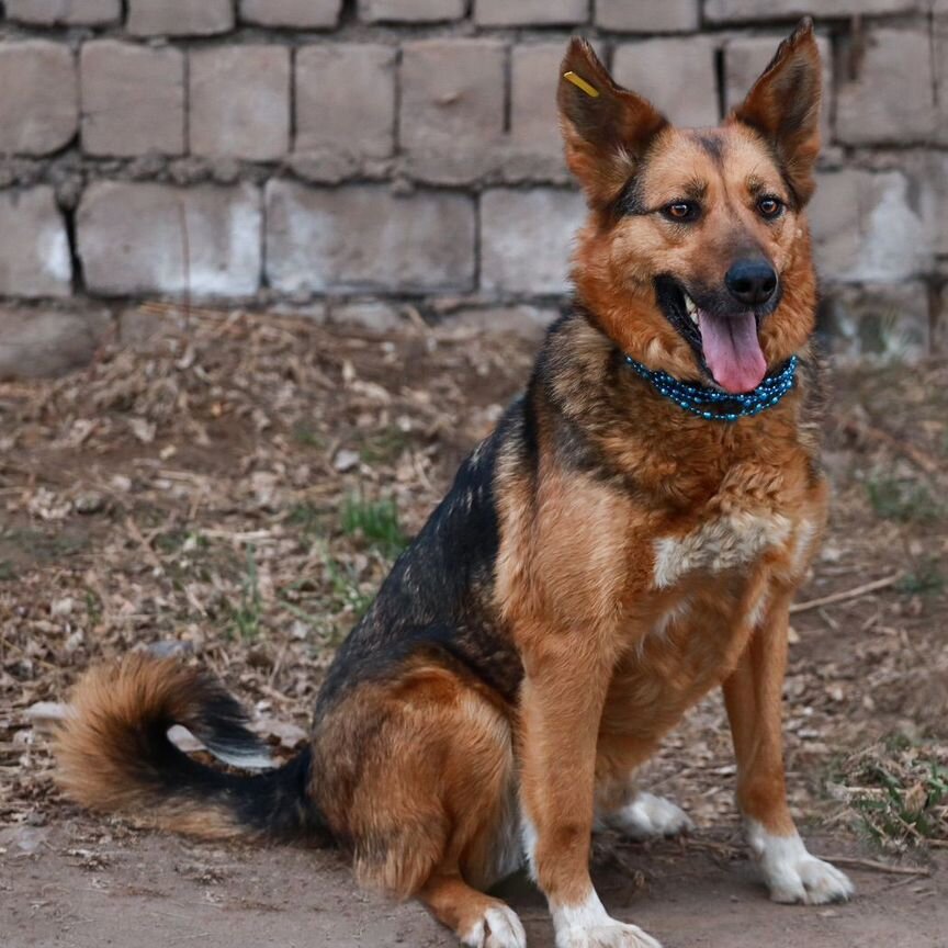 Взрослая собака в добрые руки