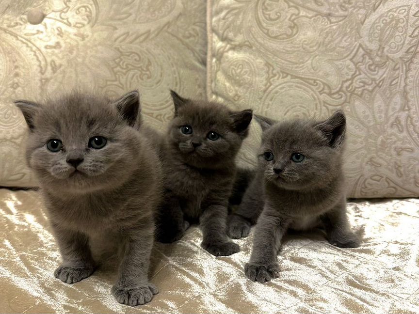Британская кошка
