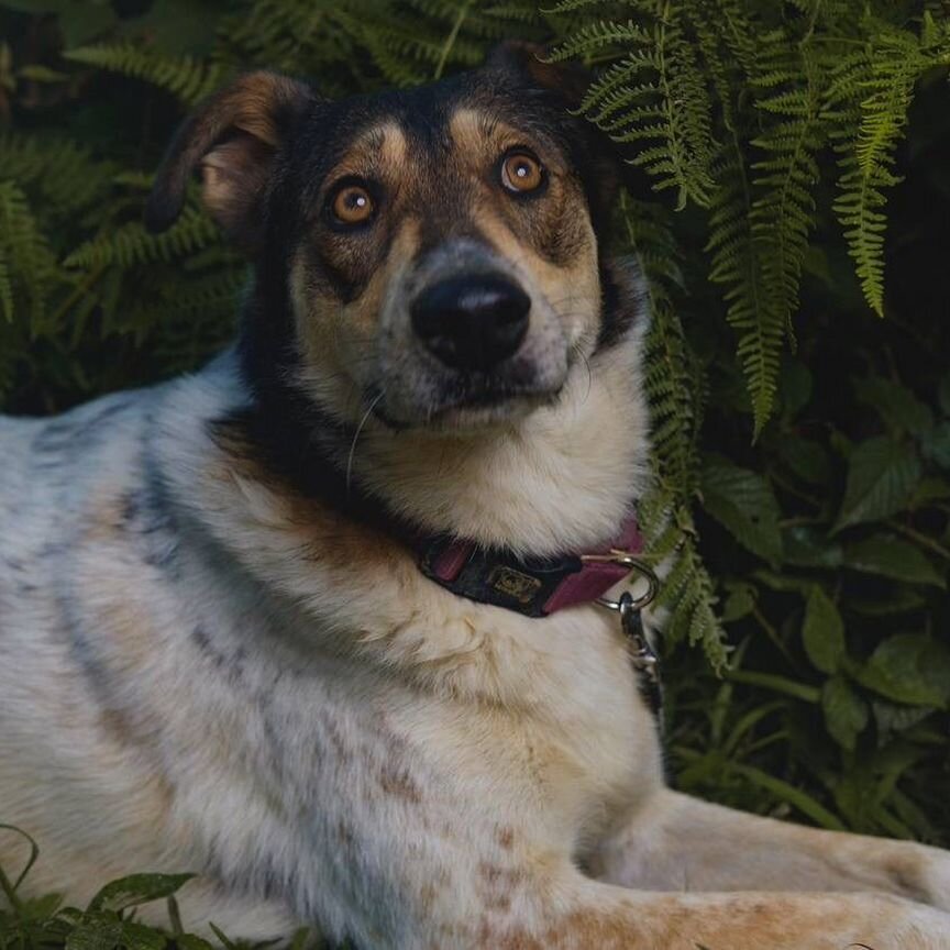 Собачка ищет свой дом