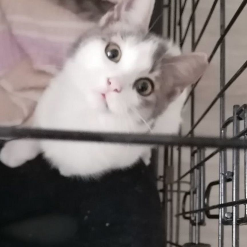 Котёнок