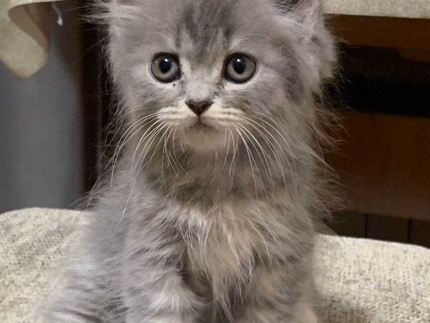 Котята