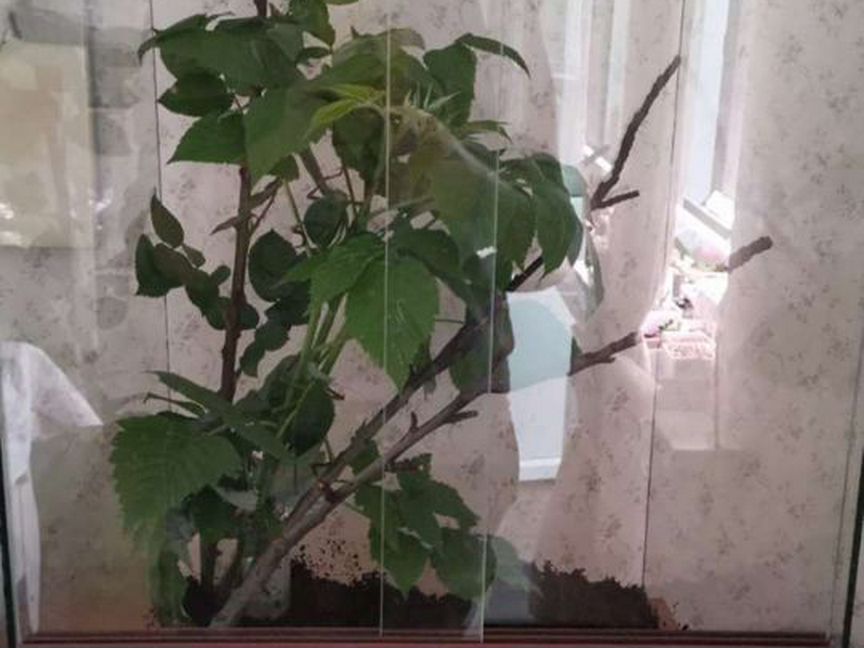 Террариум и аквариум