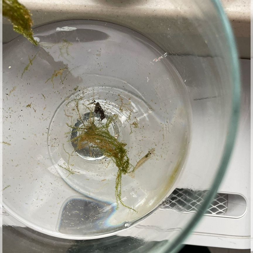 Креветка амано