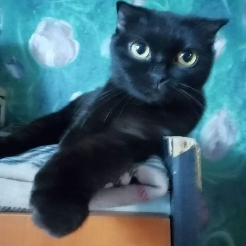 Шотландская вислоухая короткошёрстная, взрослая кошка