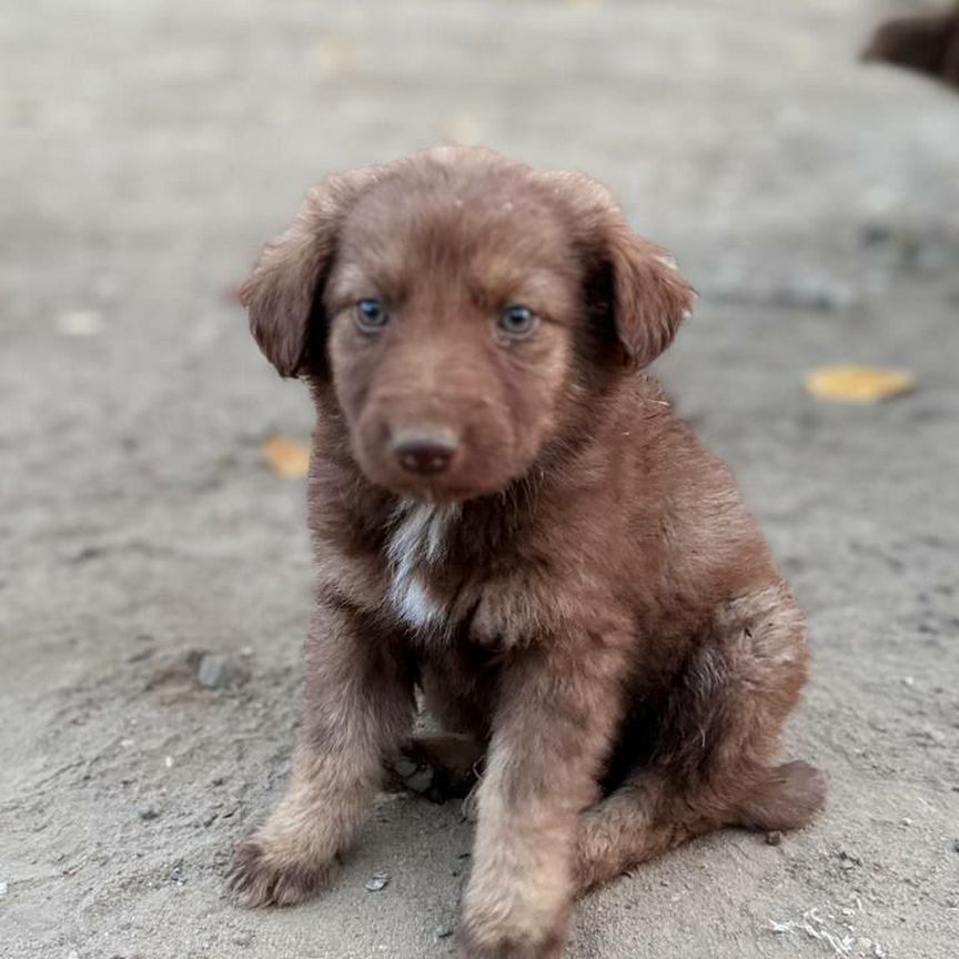 Щенок в добрые руки бесплатно