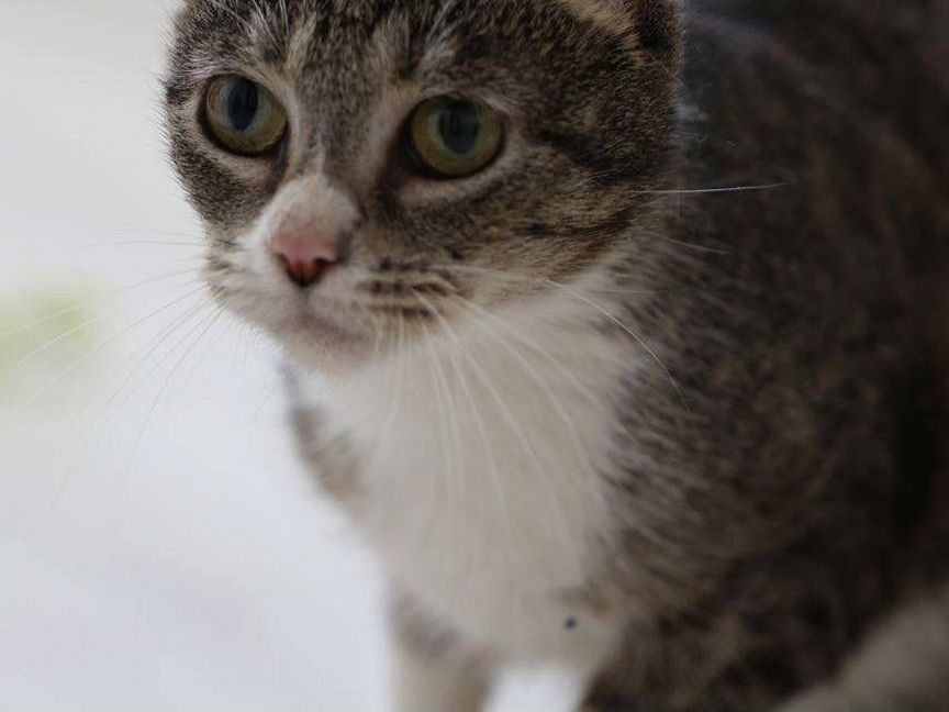 Маленькая кошка