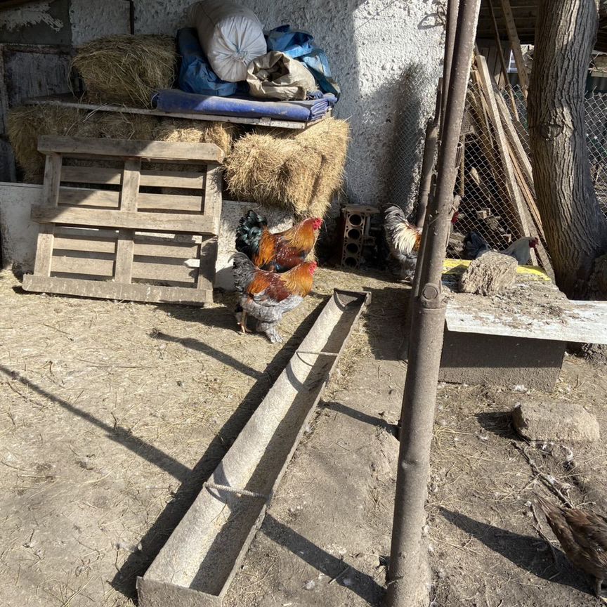 Петухи брама