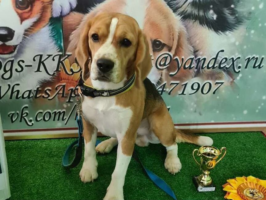 Вязка кобель бигль