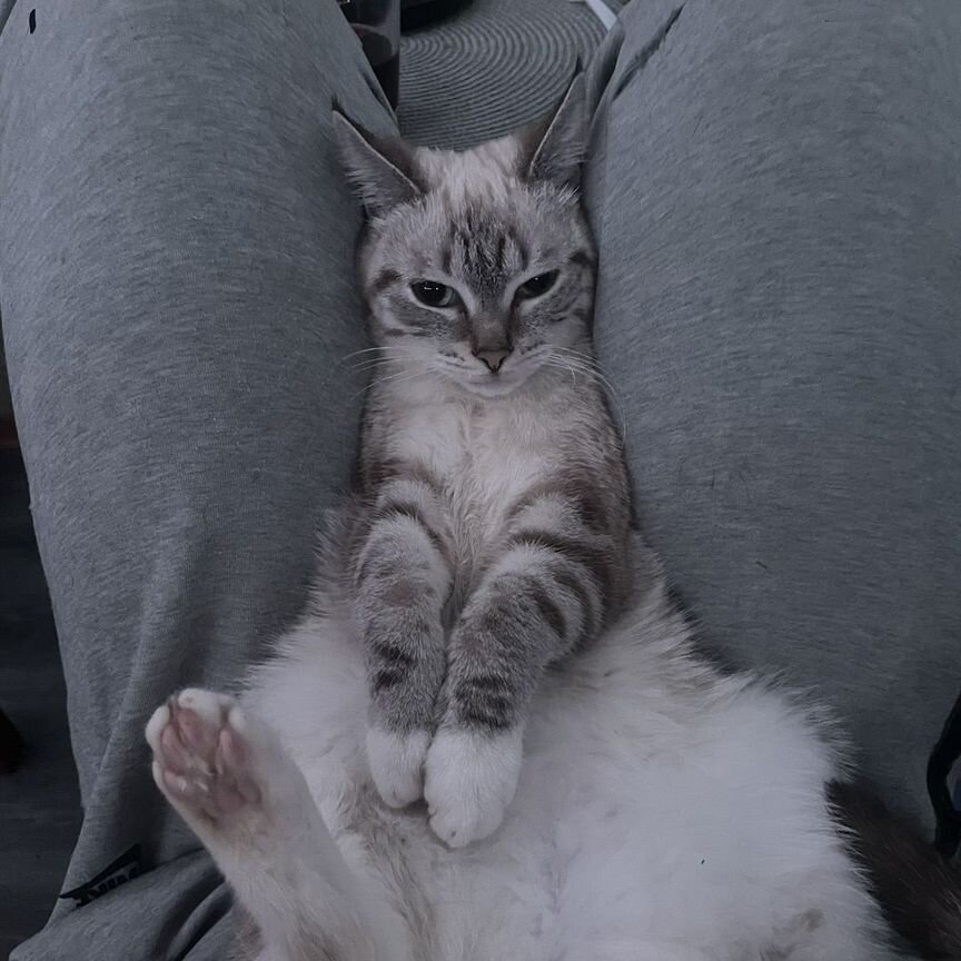 Отдам активную кошечку