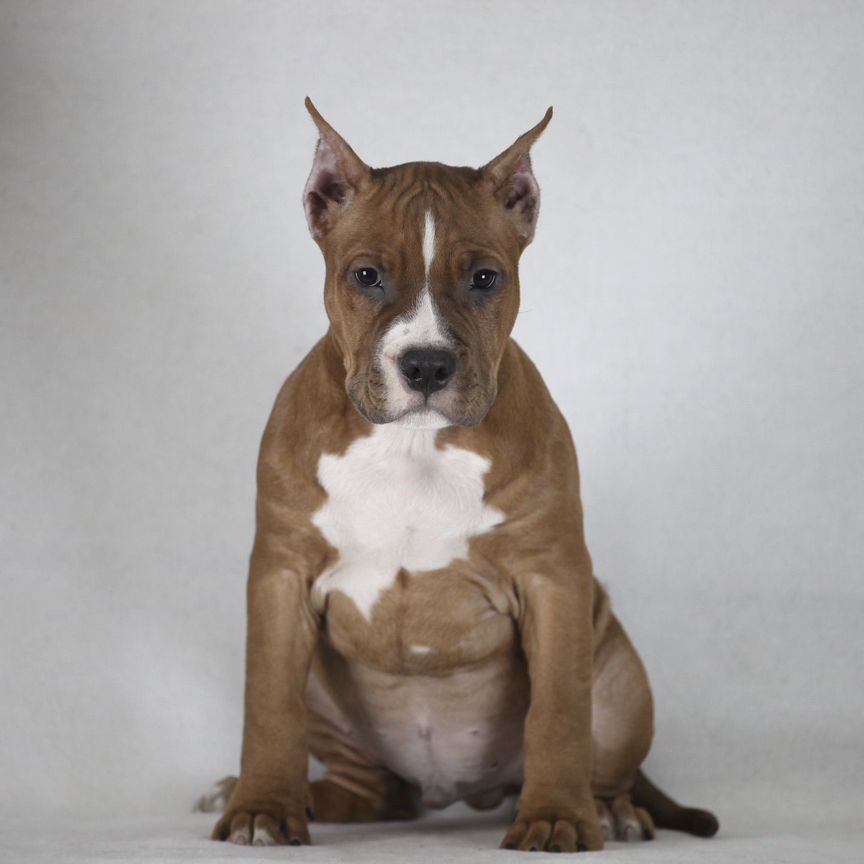 Темно-рыжий парень тяжелого типа 2,5 мес