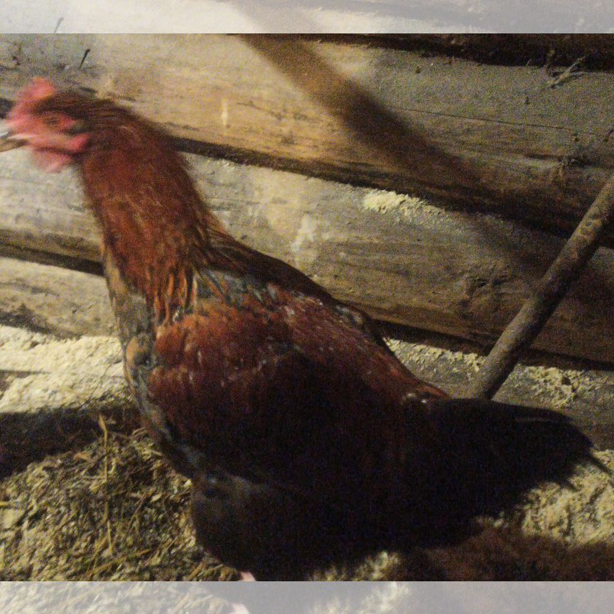 Несушки 5 - 6 месяцев