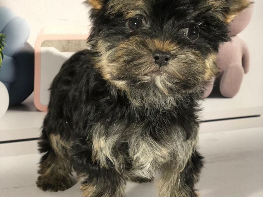 Миничка чаровница