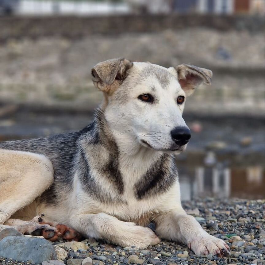 Твоя собака