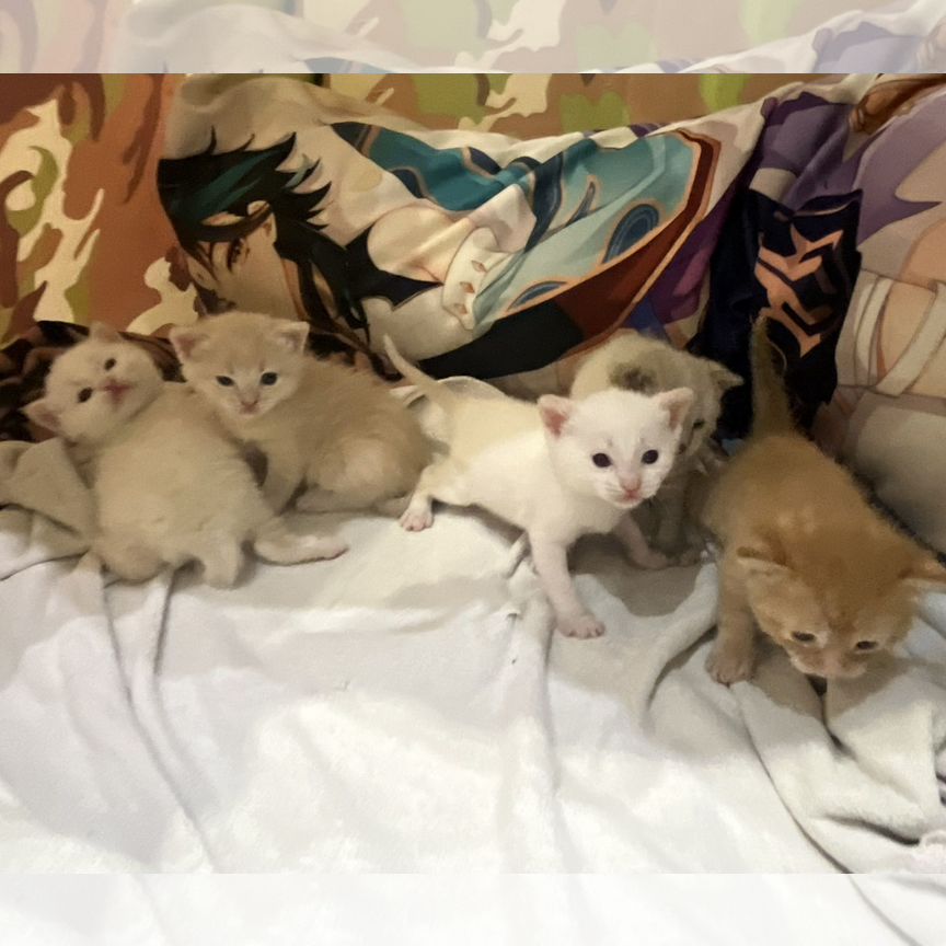 Котёнок в добрые руки